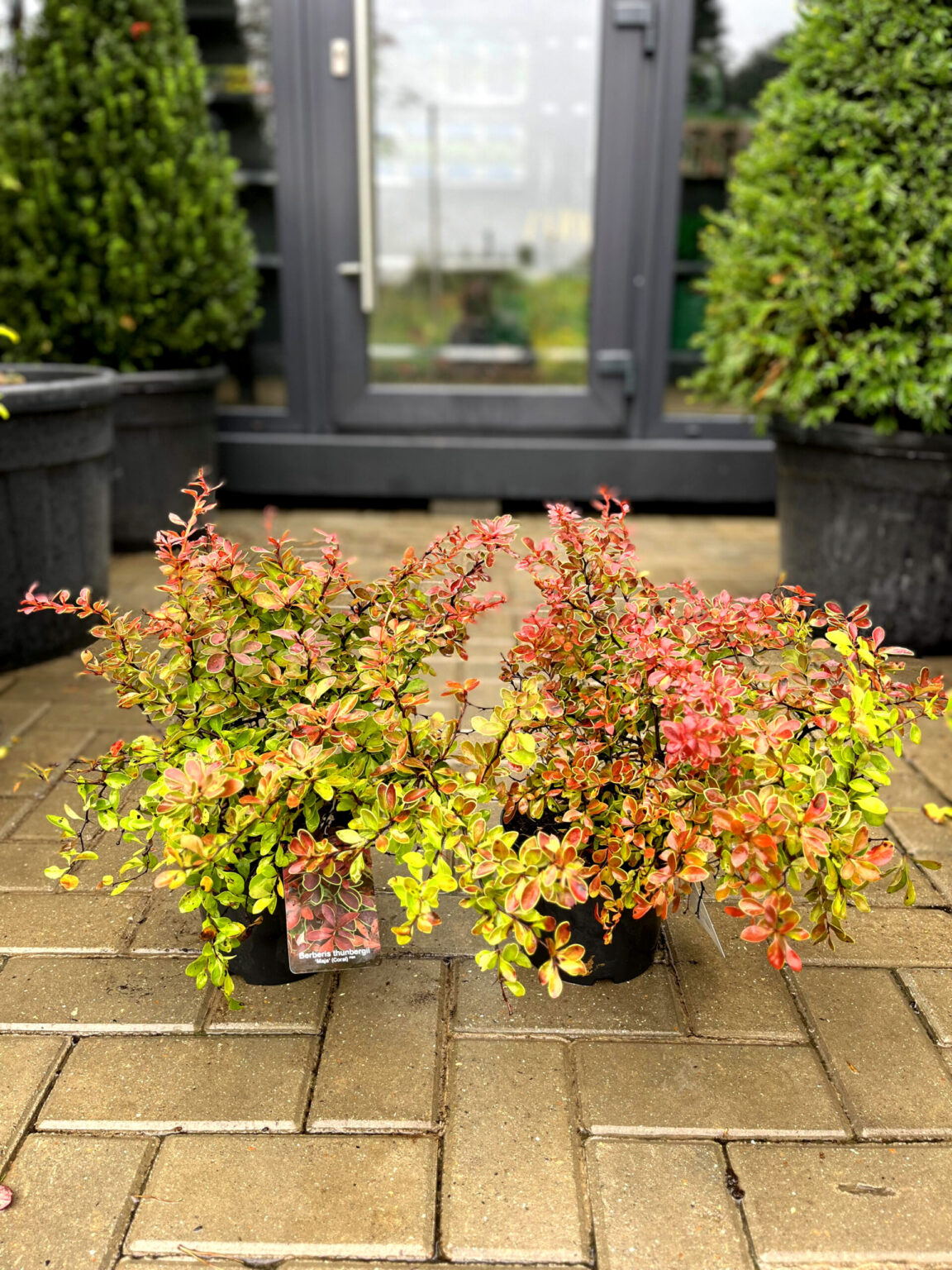 Barbaris Coral – Lux Garden