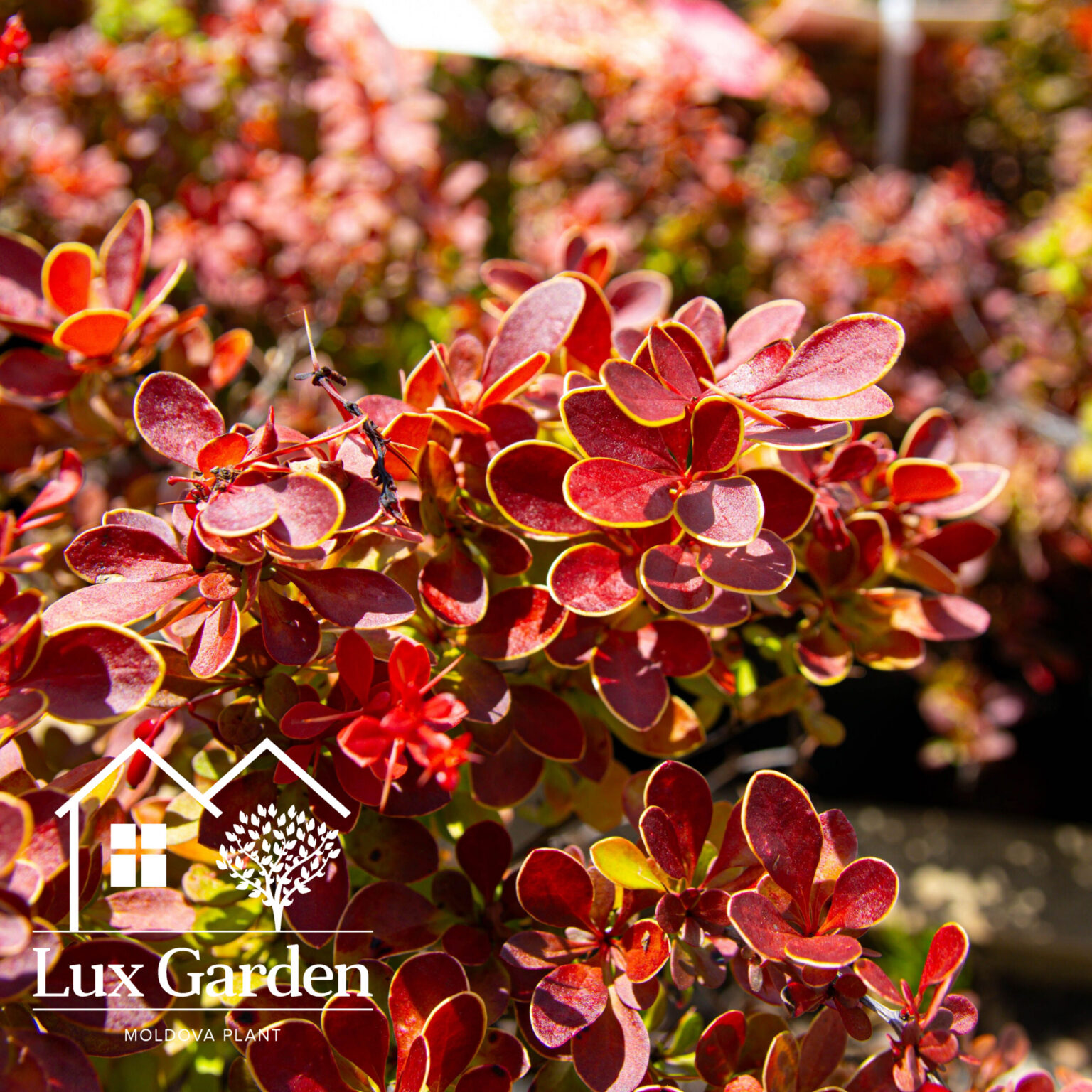 Barbaris Admiration – Lux Garden