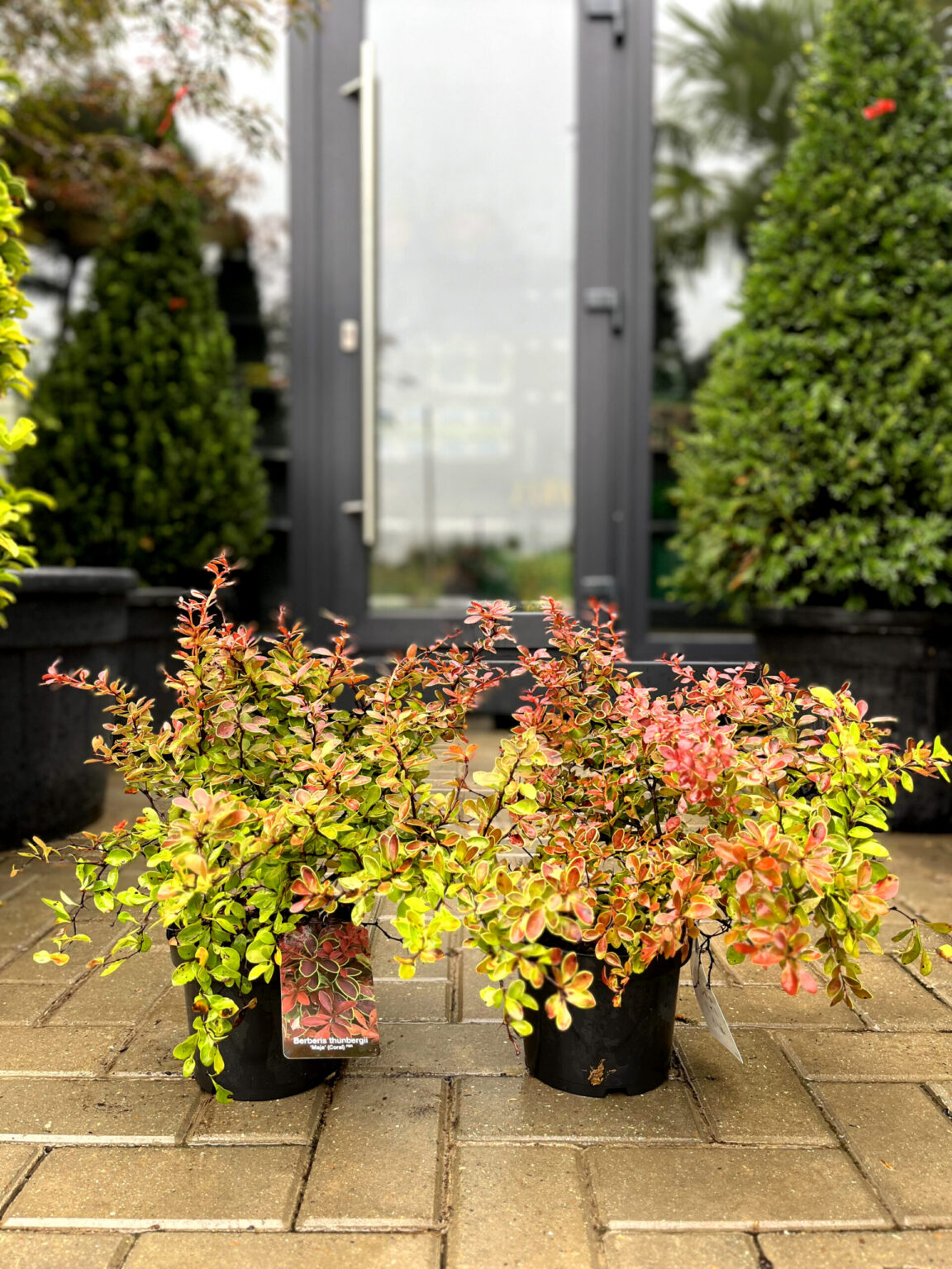 Barbaris Coral – Lux Garden