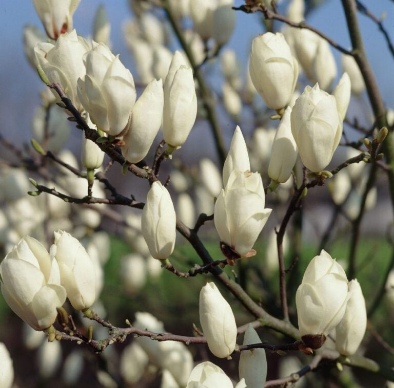 Magnolia Alba Superba – Lux Garden