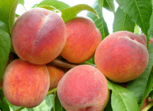 Piersic Redhaven – Lux Garden