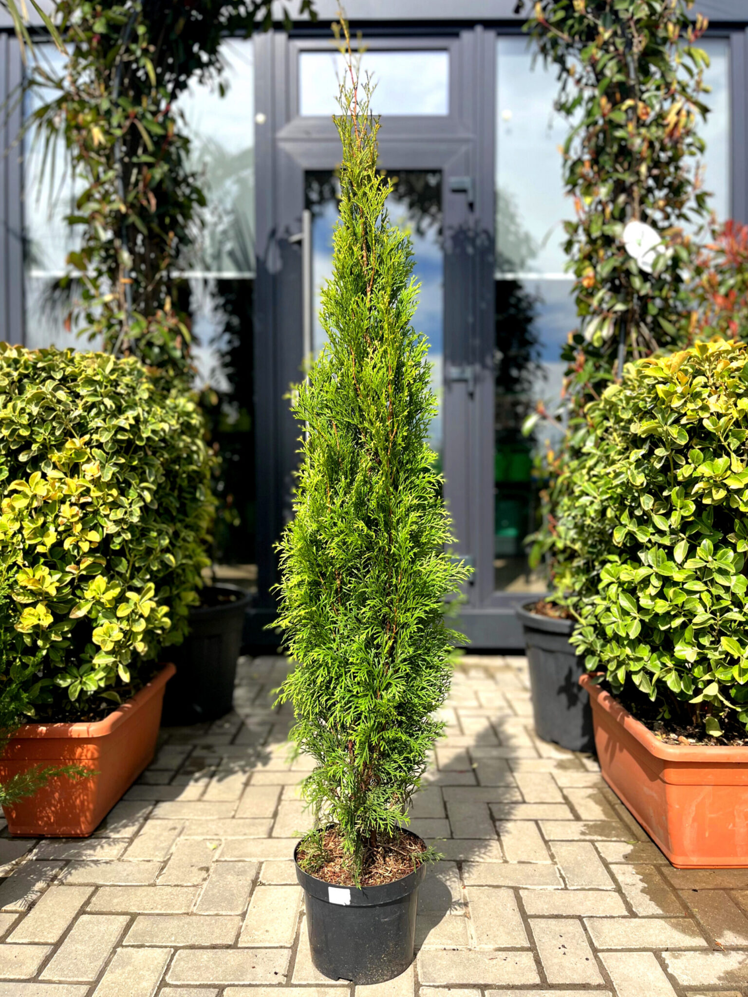 Tuia Smaragd – Lux Garden