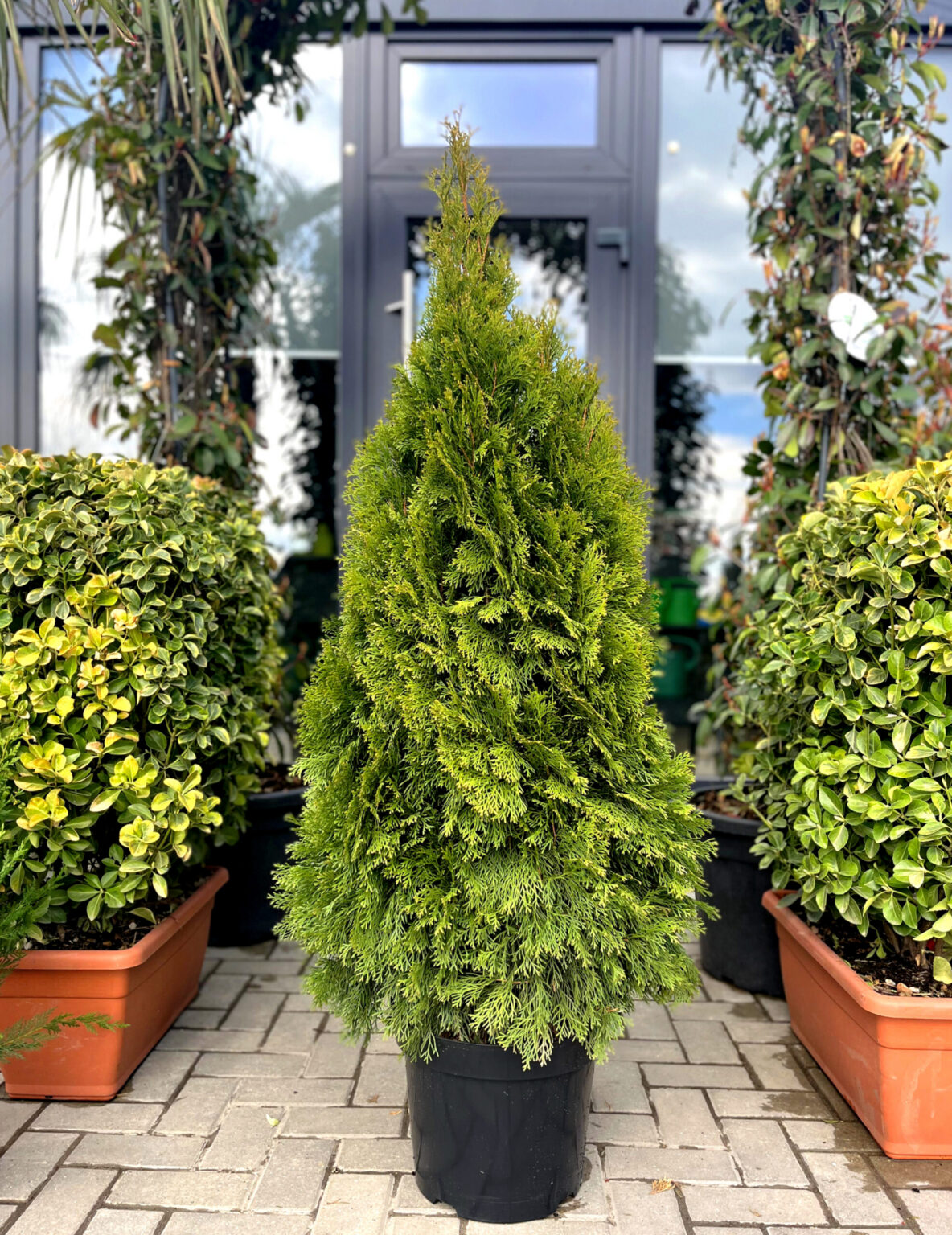 Tuia Smaragd – Lux Garden