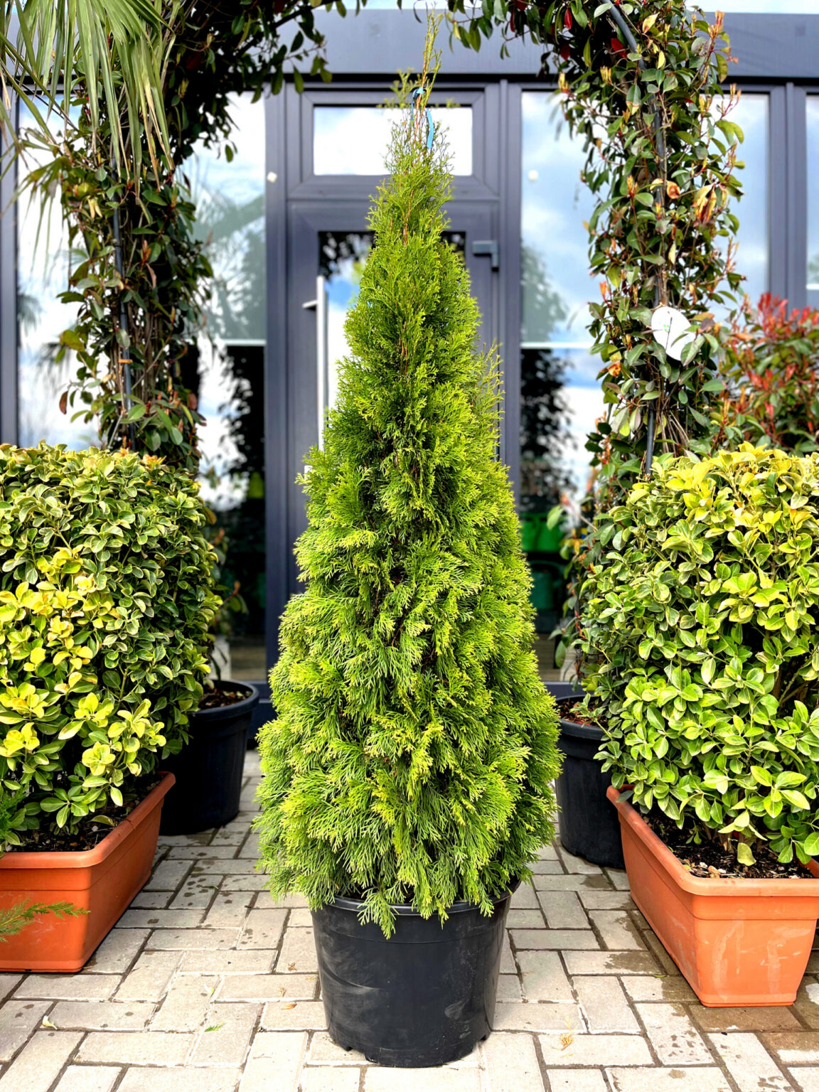 Tuia Smaragd – Lux Garden