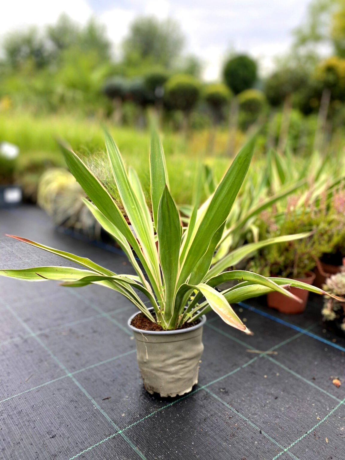Yucca filamentosa – Lux Garden